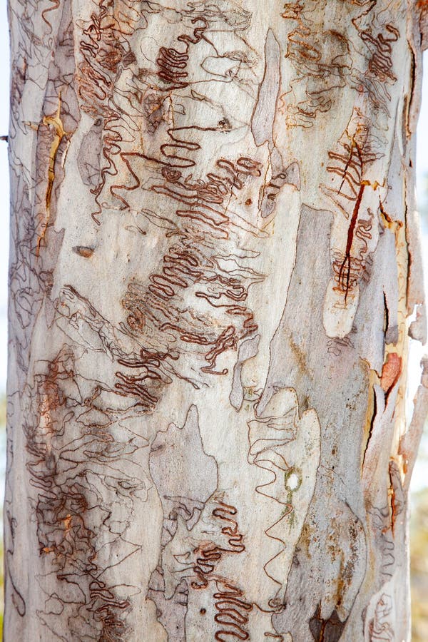 Scribbly Gum Tree Bark Background Stock Image - Image of eucalyptus ...