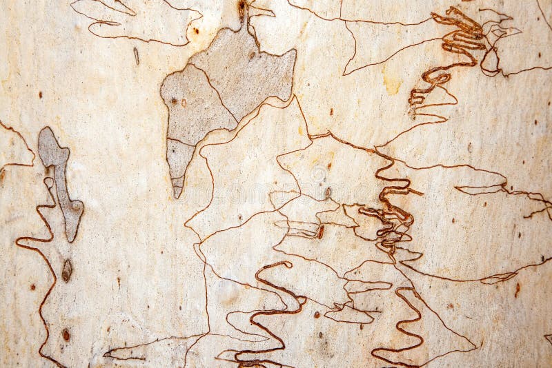 Scribbly bark stock photo. Image of natural, color, texture - 228394568
