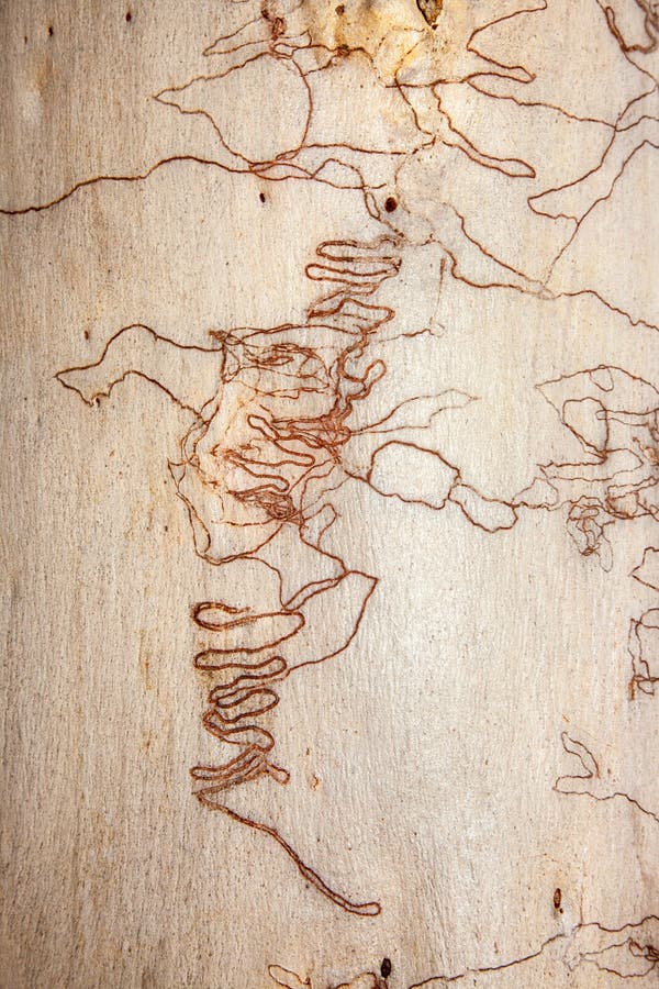 Scribbly bark stock image. Image of tree, wallpaper - 228394683