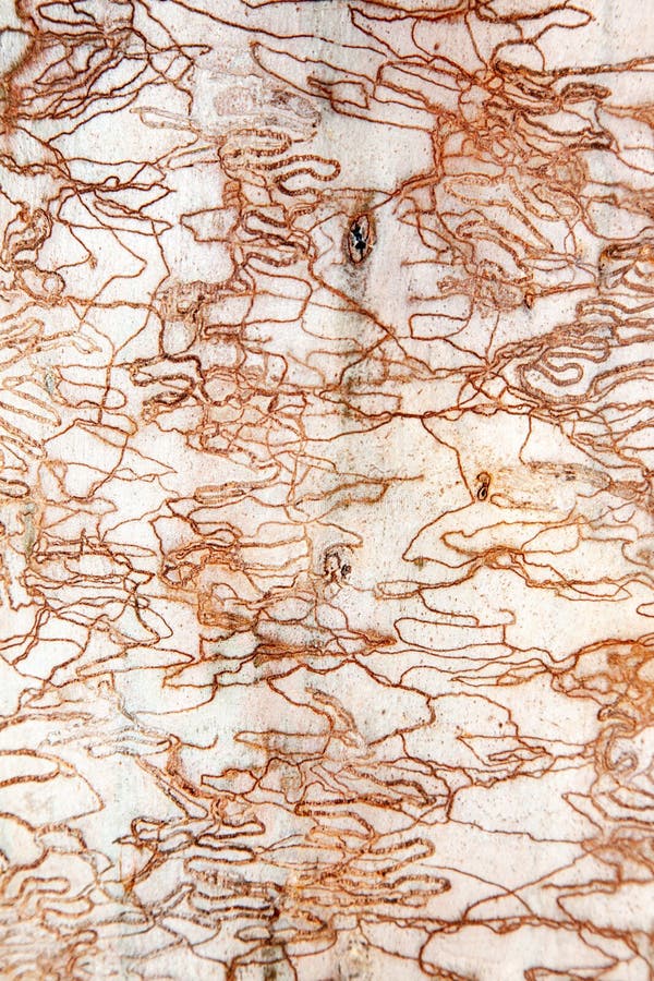 Scribbly bark stock photo. Image of natural, color, texture - 228394568