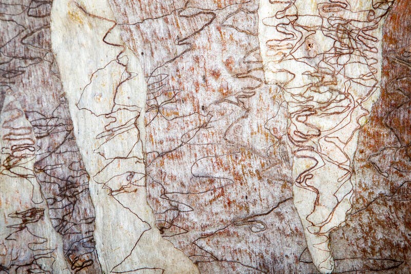 283 Eucalyptus Patterns Stock Photos - Free & Royalty-Free Stock Photos ...