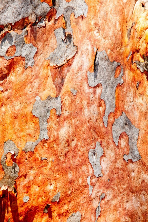 Scribbly bark stock image. Image of rough, bark, outdoors - 228395437