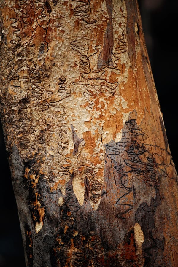 Tree Bark, Australian Scribbly Gum Stock Photo - Image of macro, branch ...