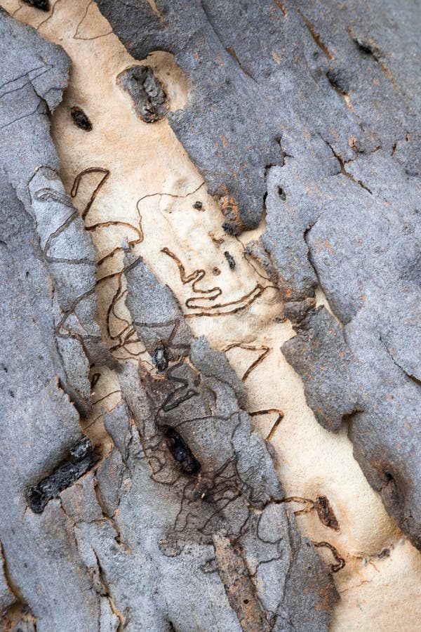 Scribbly Gum Markings on Tree in Australian Bushland on Nsw Central ...