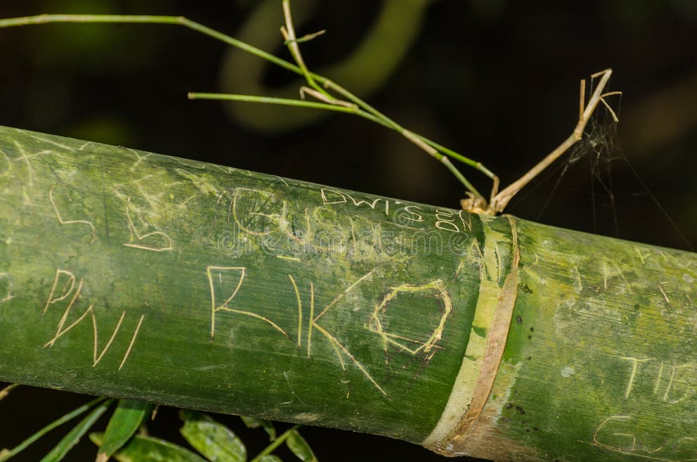 Scribed Messages Bamboo Stock Photos - Free & Royalty-Free Stock Photos ...