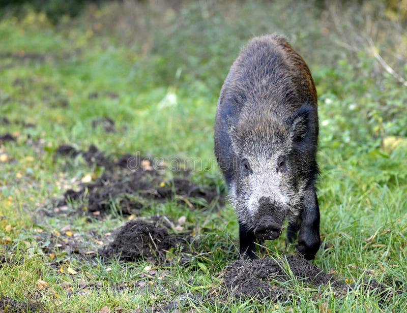 Scrofa foto de stock. Imagem de querido, dentes, fauna - 69572578