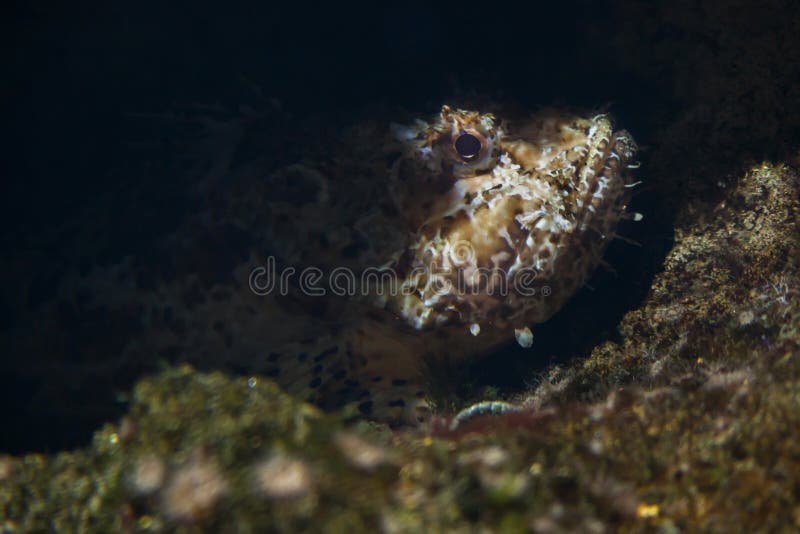 Rascasse Rouge Et X28 ; Scrofa& X29 De Scorpaena ; Photo stock - Image ...