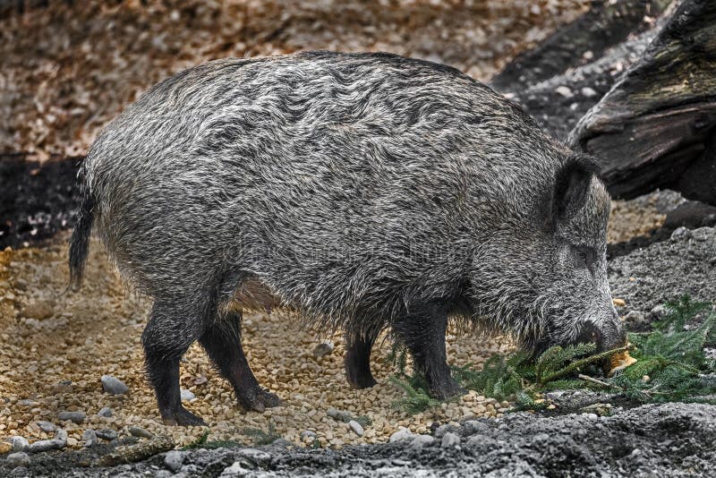 Scrofa Foto Stock - Download 20,457 Royalty Free Photos