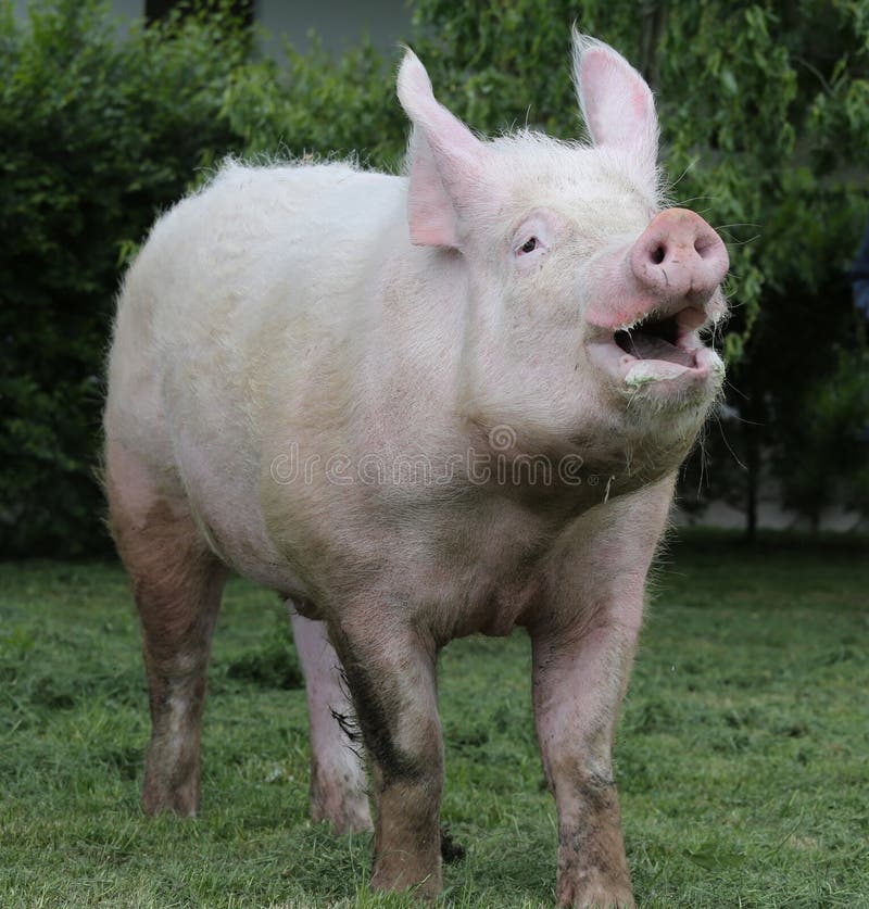 24,946 Scrofa Foto - Foto Stock Gratis e Royalty-Free da Dreamstime