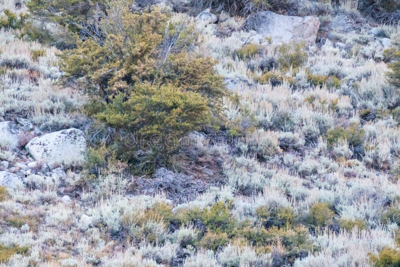 3,505 Scrub Trees Photos - Free & Royalty-Free Stock Photos from Dreamstime