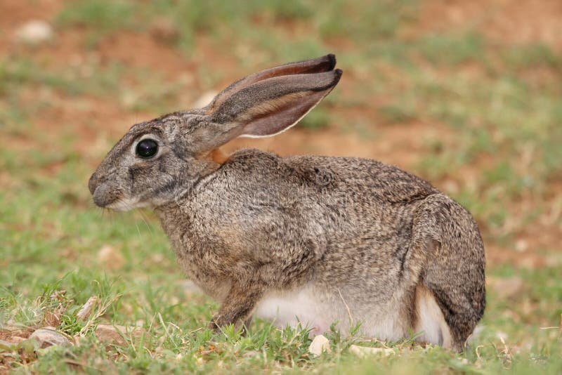 Scrub Hare stock photo. Image of kruger, ears, rabbit - 24290998