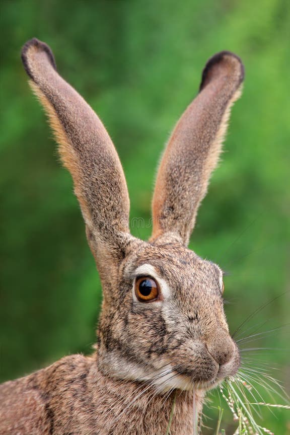 473 African Hare Stock Photos - Free & Royalty-Free Stock Photos from ...
