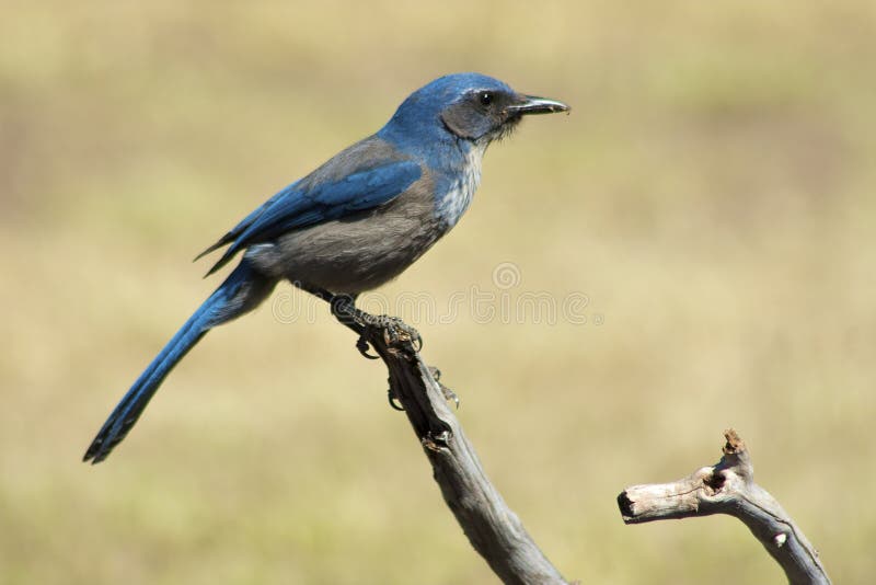 Scrub Jay stock photo. Image of arizona, animal, wildlife - 19434076