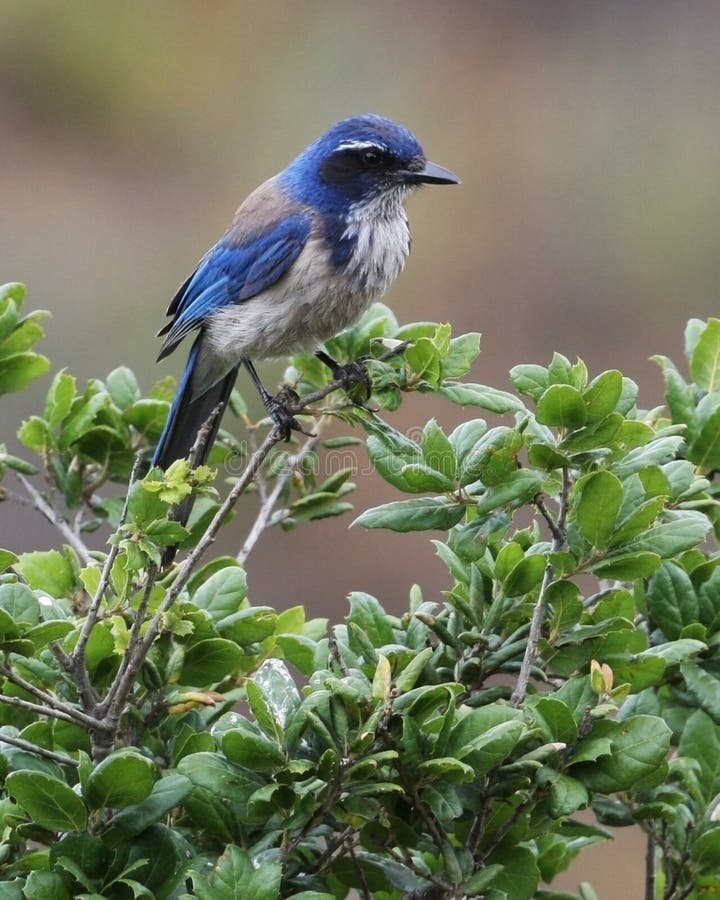 Oregon Junco stock image. Image of outdoors, life, color - 22996591