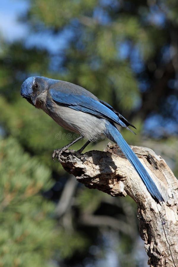 Florida scrub jay stock photo. Image of omnivore, gray - 1680248