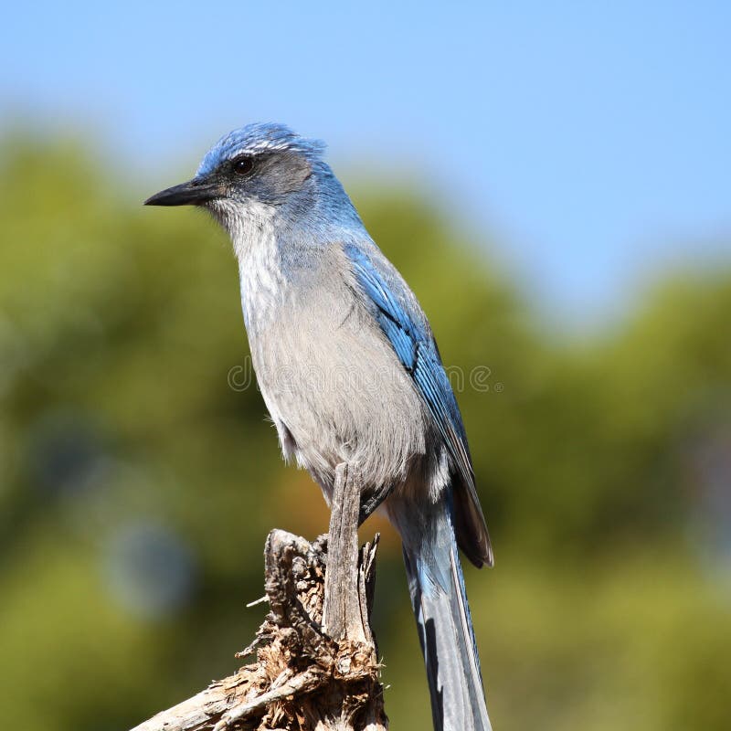 Scrub jay close-up stock photo. Image of shrublands, rare - 79293158
