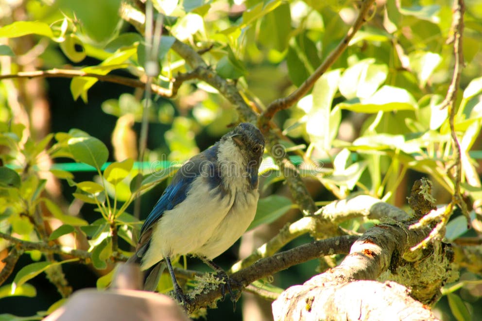 Bluejay Scrub Jay Glance 01 Stock Image - Image of urban, bluejay: 301482731