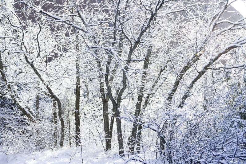 Scrub oak stock image. Image of county, geological, shrubby - 29175063