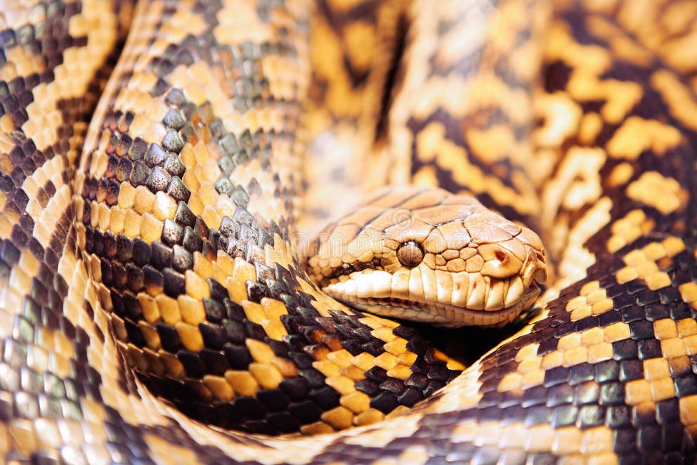 Scrub Python stock image. Image of coiled, python, animal - 15469851