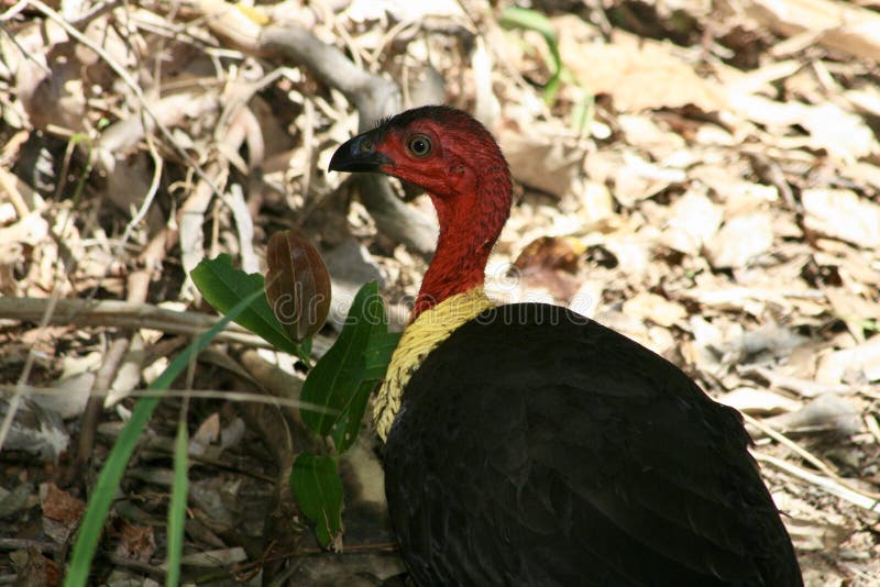 Scrub Turkey stock image. Image of turkey, scrub, native - 106005415