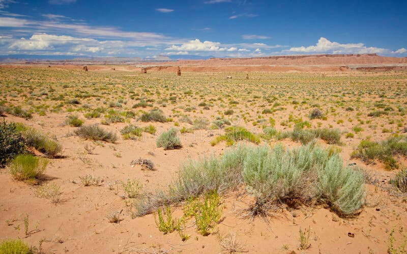 Green Scrub Brush In Desert Stock Image - Image of valley, america ...