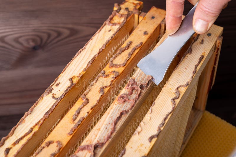 Scrubbing Propolis Off Frames of Beehive Stock Image - Image of beehive ...