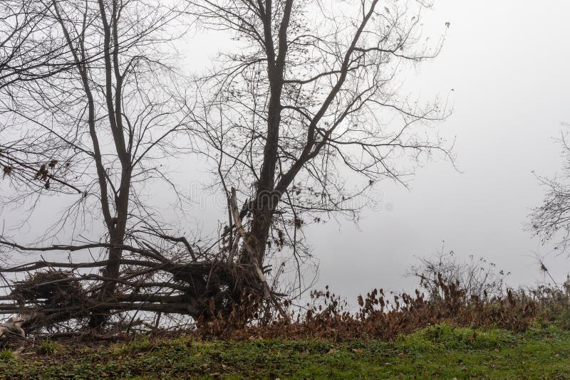 Scrubby Trees and Fallen Branches before a Foggy Void, Dense Fog in a ...