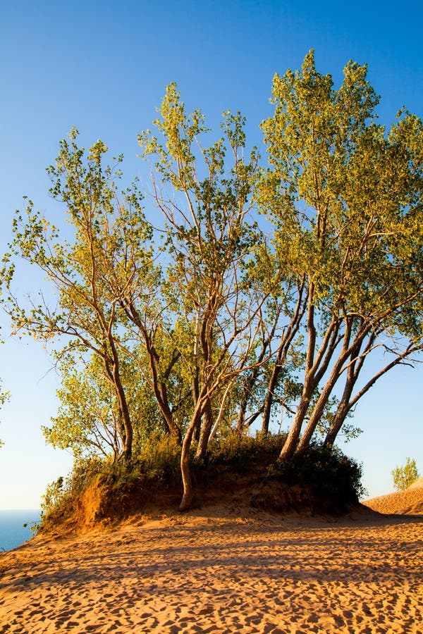Scrubby Trees on a Sand Dune with Lots of Footprints Stock Image ...
