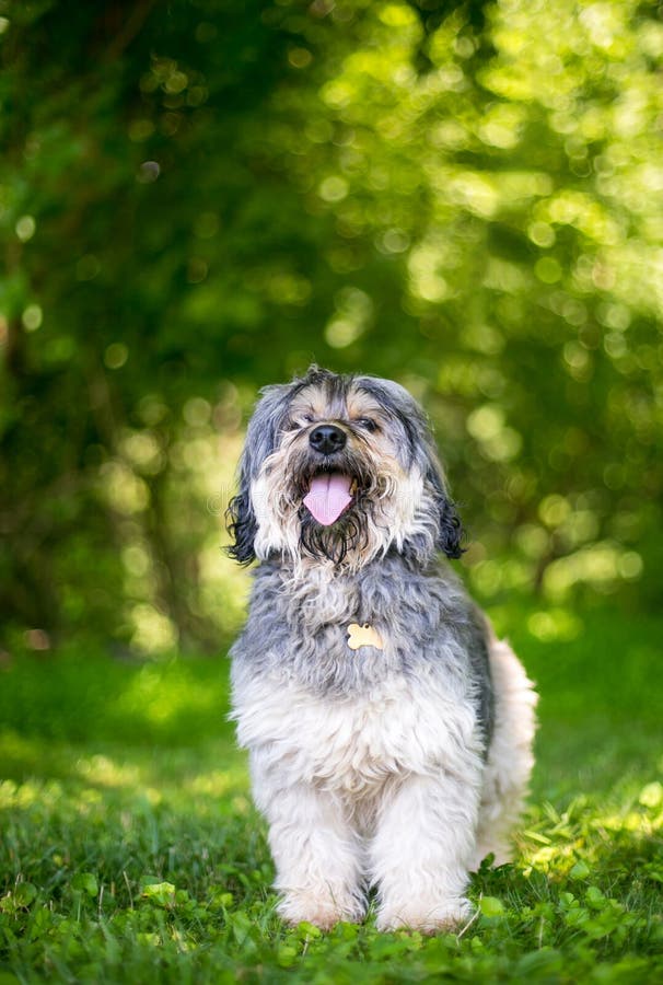 Happy Schnauzer Dog on Park Bench Stock Image - Image of white ...
