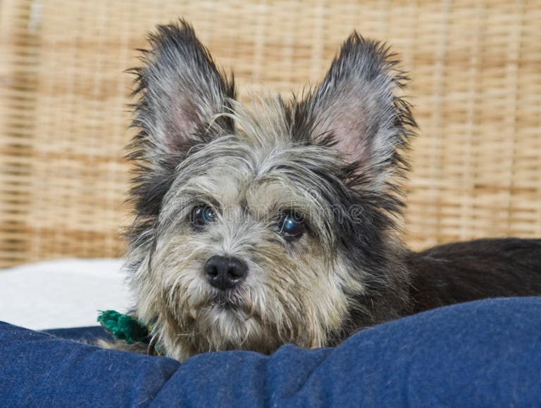 Scruffy Cute Dog stock image. Image of little, breed, domestic - 6727419