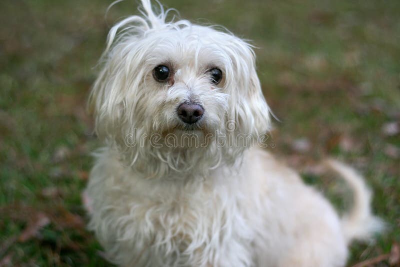 Scruffy Dog stock photo. Image of terrier, shaggy, mixed - 3975956