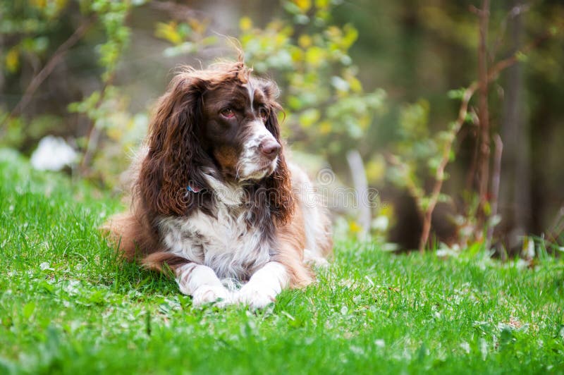 Scruffy dog stock image. Image of hair, breed, grass - 56117861