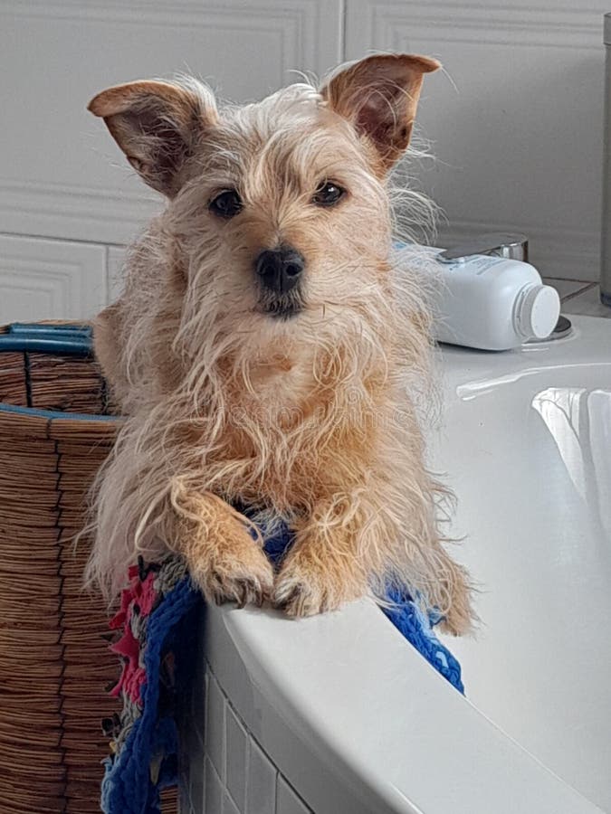 Scruffy Dog Lying on Bath Edge Stock Image - Image of relax, happy ...