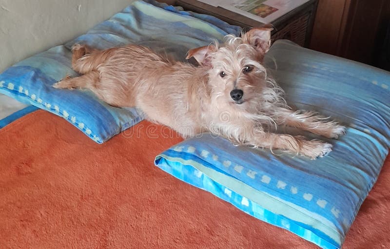 Scruffy dog made bed stock photo. Image of happy, scruffy - 234488468