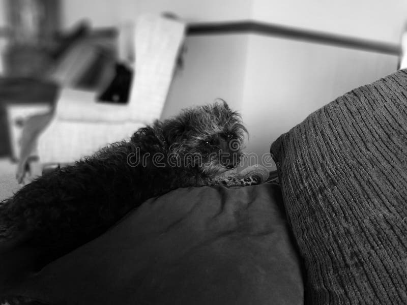 Scruffy Dog stock photo. Image of pets, sofa, sleepy - 93668330