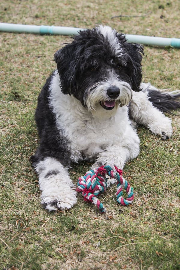Scruffy dog stock image. Image of relaxing, play, canine - 75648009