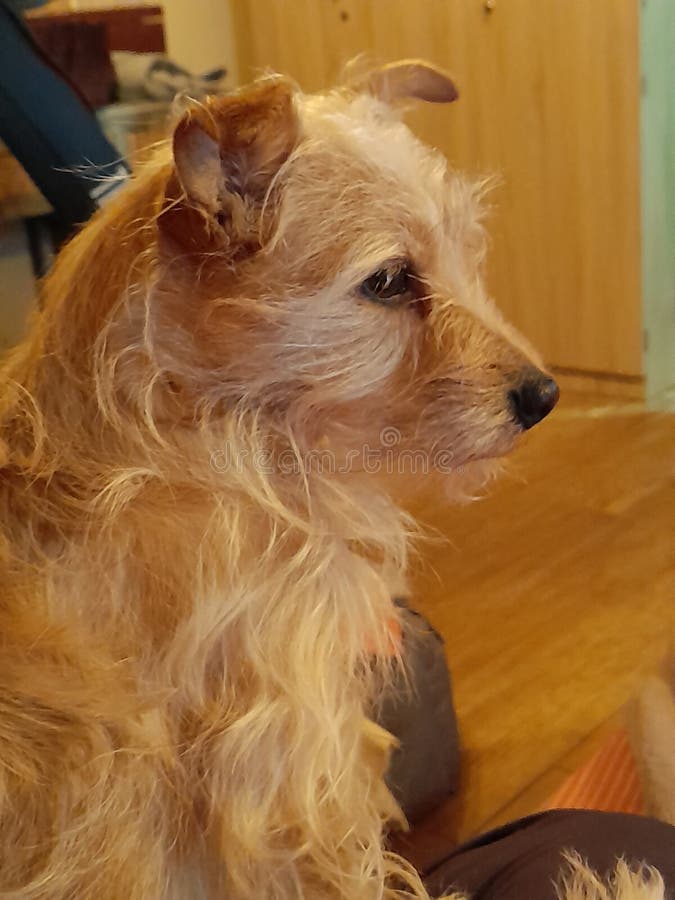 Scruffy dog sitting stock photo. Image of sitting, animal - 230077264