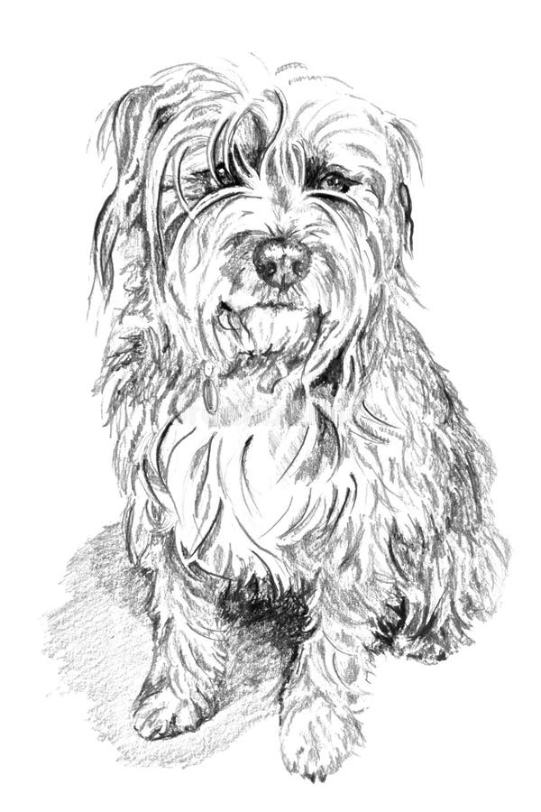 Scruffy dog stock illustration. Illustration of dear - 52517291