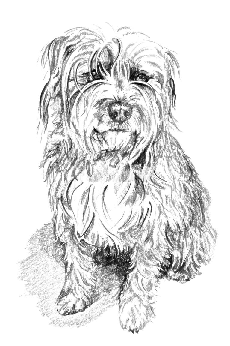 Scruffy Dog Stock Illustrations – 838 Scruffy Dog Stock Illustrations ...