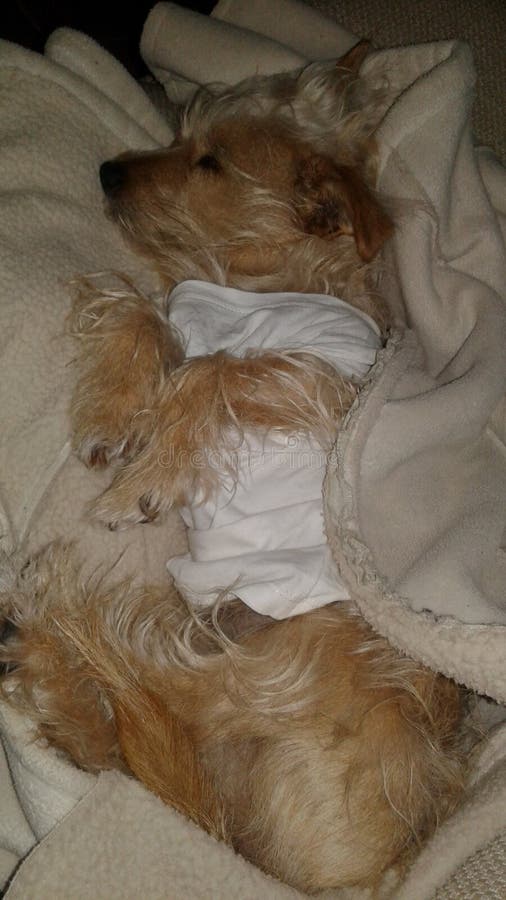 Scruffy dog sleeping stock image. Image of sleeping - 184089243