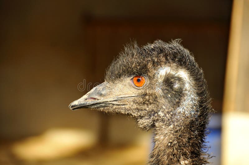 Scruffy head stock photo. Image of ball, feathers, scraggly - 11738376