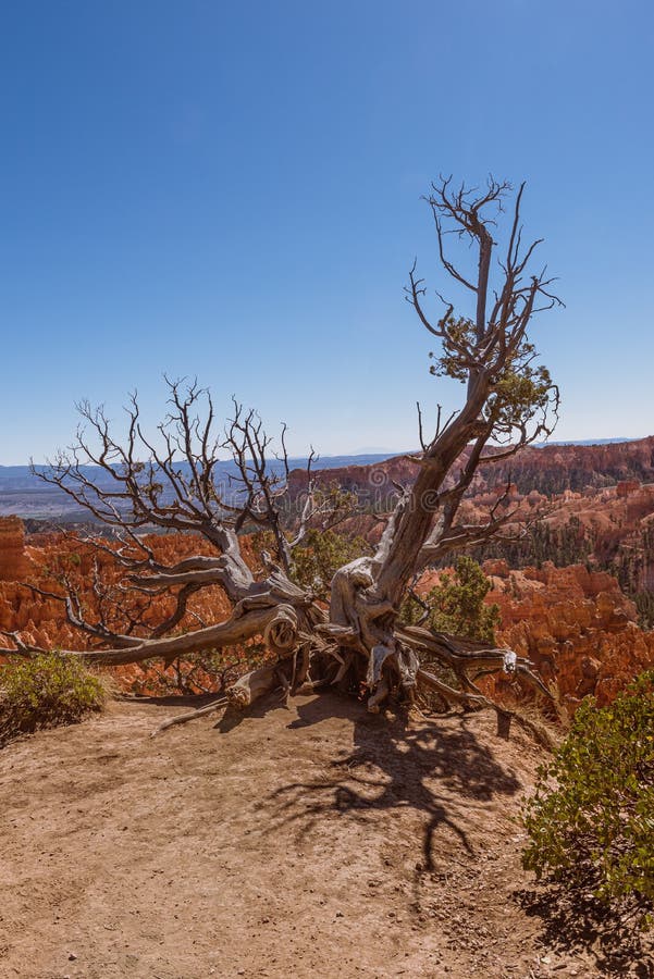 Scruffy Leafless Tree Growing Along the Ridge of Bryce Canyon Stock ...
