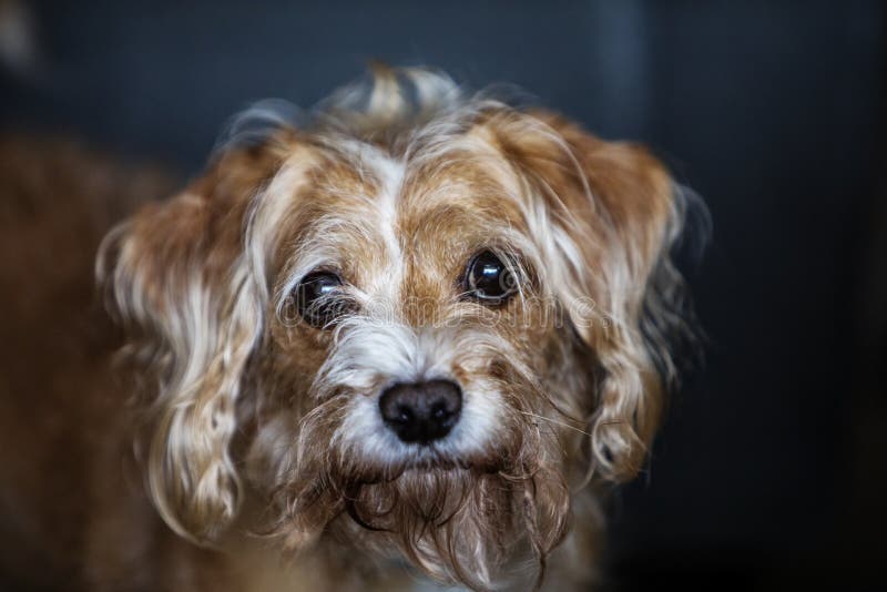 Scruffy dog 1 stock photo. Image of waiting, told, boredom - 46510328
