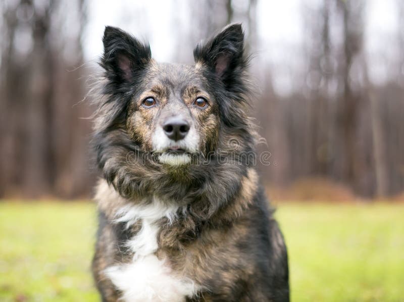 A Scruffy Mixed Breed Dog Outdoors Stock Photo - Image of fluffy, alert ...