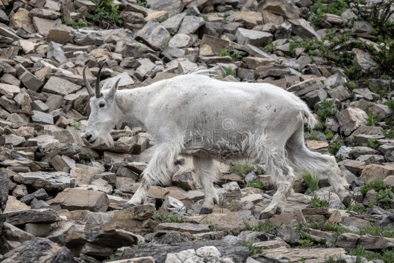 Scruffy Mountain Goat Walks on Rocks Stock Photo - Image of animal ...