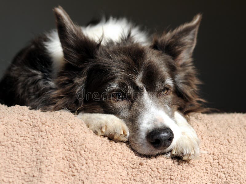 Scruffy Old dog stock image. Image of ears, sleepy, sleep - 8585115