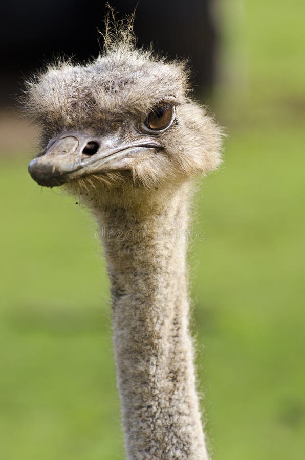 Scruffy Ostrich Head Closeup Stock Photo - Image of looking, bird: 25060334