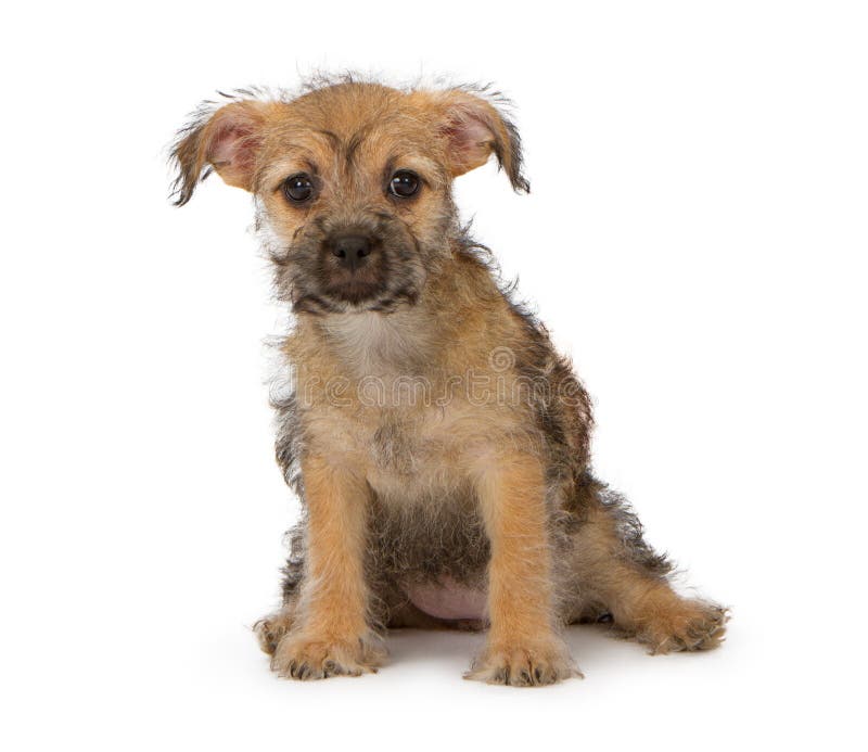 Scruffy Puppy stock image. Image of breed, mammal, litter - 23265903