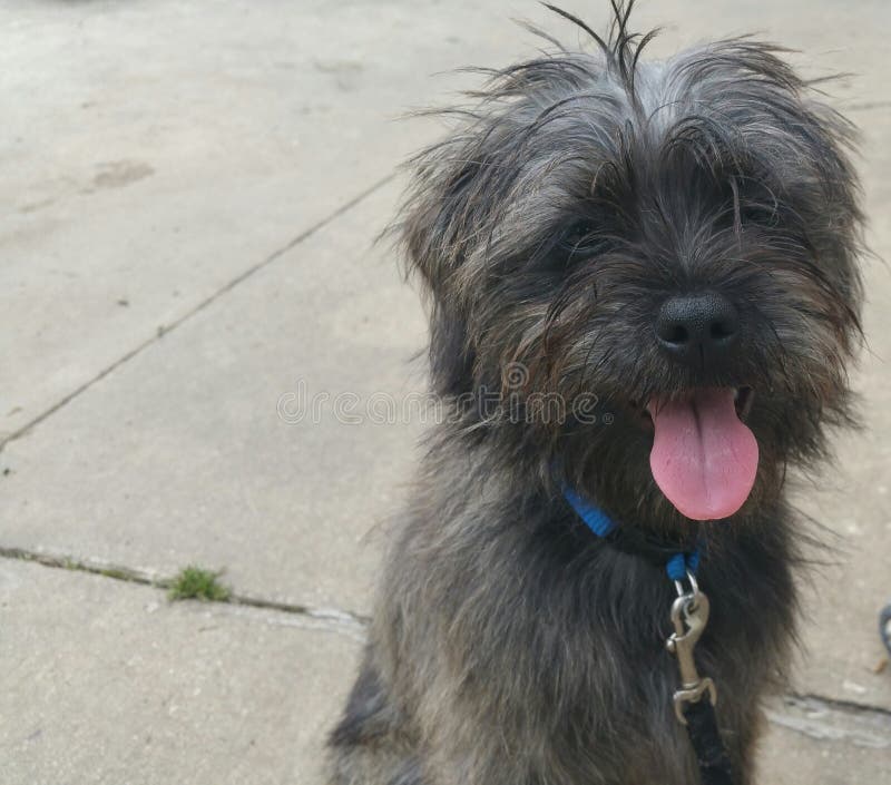 Scruffy Shy Rescue Dog stock photo. Image of isolated - 34045164