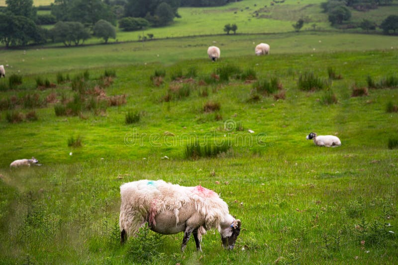 Scruffy Sheep in a Field in Summer Stock Image - Image of eating ...